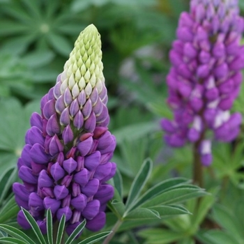 Lupinus 'Multiple Varieties' Lupine | Garden Center Marketing