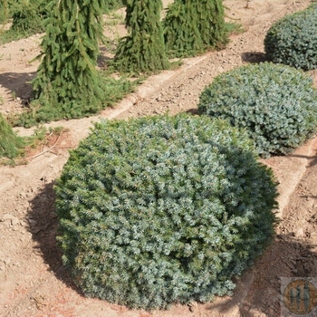 Picea omorika 'Pendula Bruns' Weeping Serbian Spruce | Garden Center ...