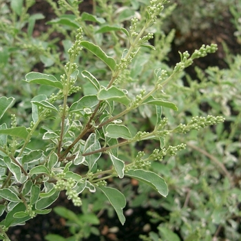 Ligustrum japonicum 'Variegatum' Variegated Privet | Garden Center ...