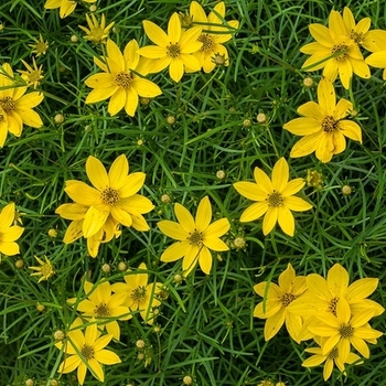 Coreopsis grandiflora 'Flying Saucers™' Walcoreop Tickseed | Garden ...