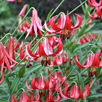 Lilium 'Starfighter' Oriental Lily | Garden Center Marketing