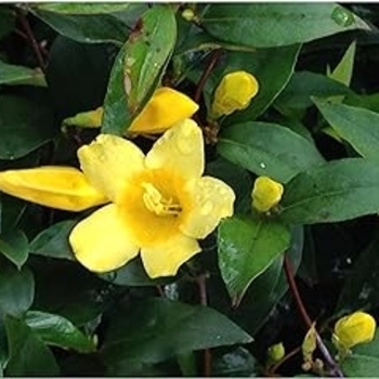 Gelsemium 'Double Shot' Jessamine | Garden Center Marketing