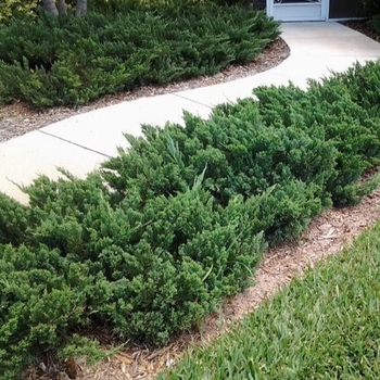 Juniperus chinensis 'Perfecta' Chinese Juniper | Garden Center Marketing