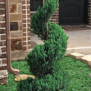 Juniperus chinensis 'Hetzii Glauca' Hetz Blue Juniper | Garden Center ...