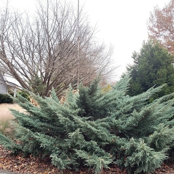 Juniperus chinensis 'Blue Alps' Juniper | Garden Center Marketing