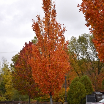 Acer palmatum 'Ryugu' Japanese Maple | Garden Center Marketing