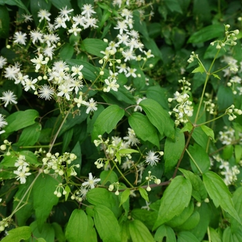 Clematis Reflections™ 'New World™' Evipo035 Clematis | Garden Center ...