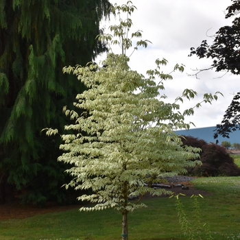 Cornus mas 'Saffron Sentinel®' JFS PN4Legacy Cornelian Cherry | Garden ...