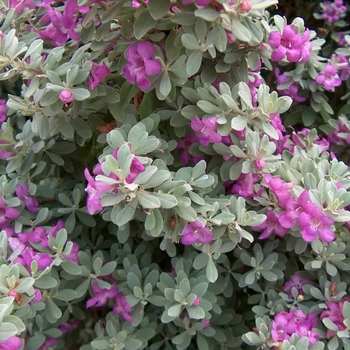 Leucophyllum frutescens 'White Cloud' Texas Ranger | Garden Center ...