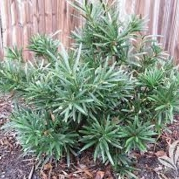 Podocarpus alpinus 'Blue Gem' Alpine Plum Yew | Garden Center Marketing