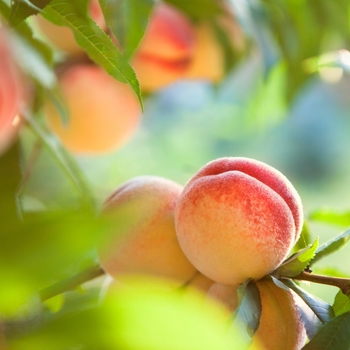 Prunus 'Crimson Cascade' Weeping Peach | Garden Center Marketing