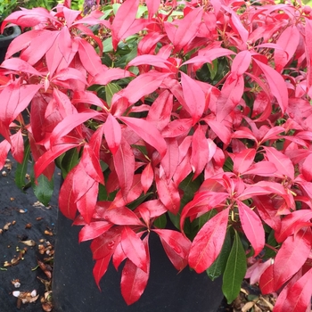Pieris japonica 'Compacta' Dwarf Japanese Pieris | Garden Center Marketing