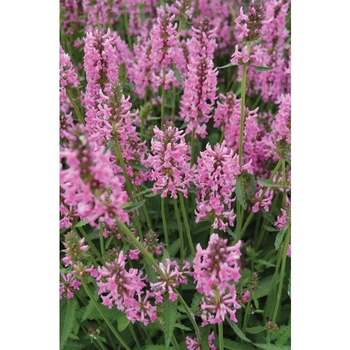 Stachys Assorted Betony | Garden Center Marketing