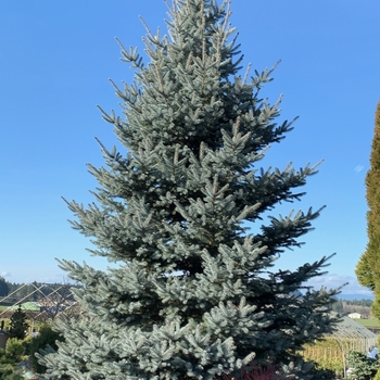 Picea glauca var. conica 'Tiny Tower®' MonRon Dwarf Alberta Spruce ...
