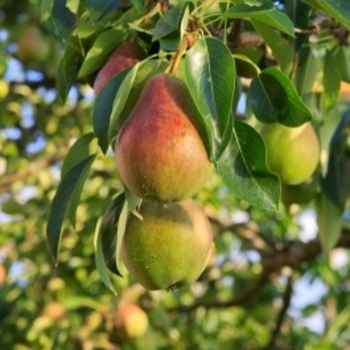 Pyrus 'Multiple Varieties' Pear | Garden Center Marketing