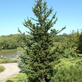 Picea glauca var. conica 'Tiny Tower®' MonRon Dwarf Alberta Spruce ...