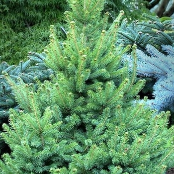 Picea glauca 'Morton Tower' | Garden Center Marketing
