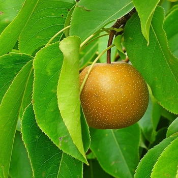 Pyrus 'Multiple Varieties' Pear | Garden Center Marketing