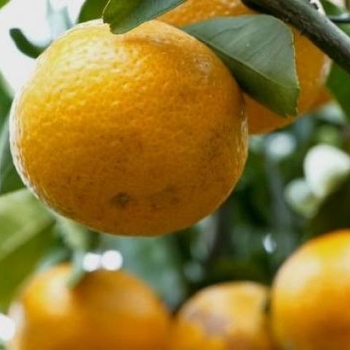 Citrus reticulata 'Shiranui' Mandarin | Garden Center Marketing