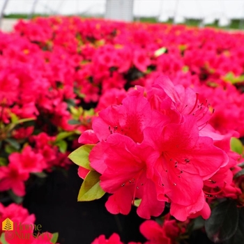 Rhododendron Girard Hybrid 'The Robe' Azalea | Garden Center Marketing