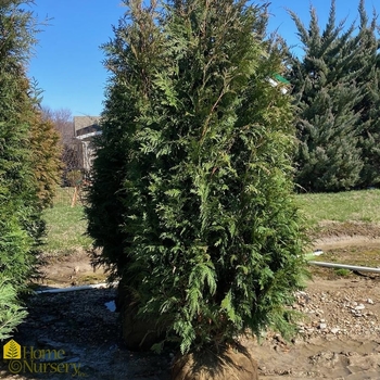 Thuja plicata 'Sunshine' Western Red Cedar | Garden Center Marketing