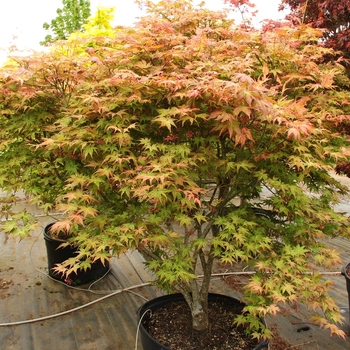 Acer palmatum 'Fascination' Japanese Maple | Garden Center Marketing