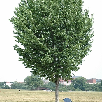 Ulmus 'Regal' Elm | Garden Center Marketing