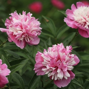 Paeonia lactiflora 'Heidi' Peony | Garden Center Marketing