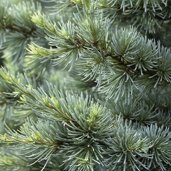 Cedrus atlantica 'Blue Cascade' Atlas Cedar | Garden Center Marketing