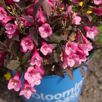 Weigela Assorted Weigela | Garden Center Marketing