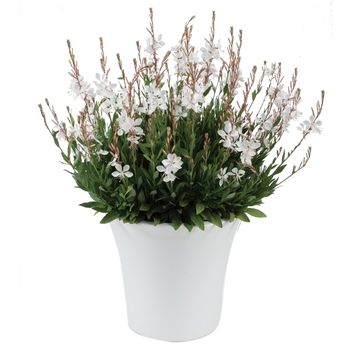 Gaura lindheimeri 'Bantam White' Whirling Butterflies | Garden Center ...