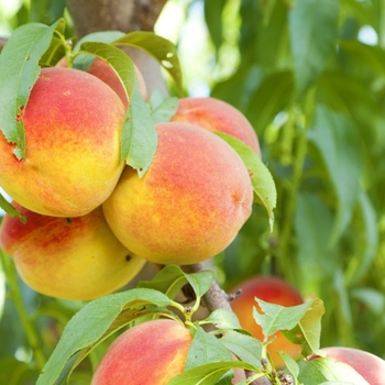 Prunus persica 'Red Skin' Peach | Garden Center Marketing