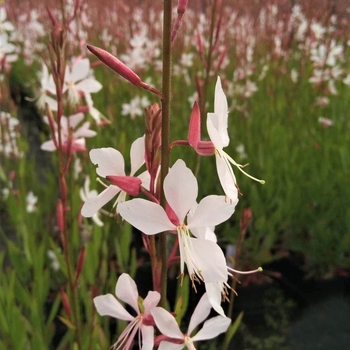 Gaura lindheimeri 'Bantam White' Whirling Butterflies | Garden Center ...