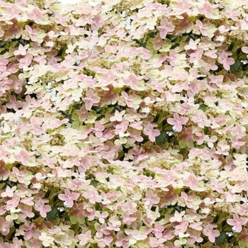 Hydrangea paniculata 'Torch™' Hydrangea | Garden Center Marketing