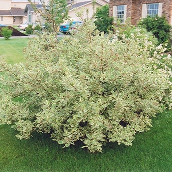 Cornus kousa 'Snow Tower' Dogwood | Garden Center Marketing