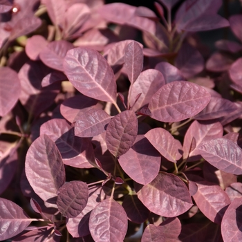Cotinus coggygria 'Pink Champagne' Smokebush | Garden Center Marketing