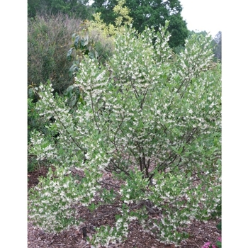 Styrax japonicus Nightfall® JFS 6SJ Japanese Snowbell | Garden Center ...