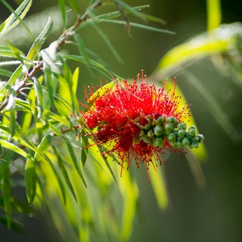 Callistemon acuminatus Bottlebrush | Garden Center Marketing