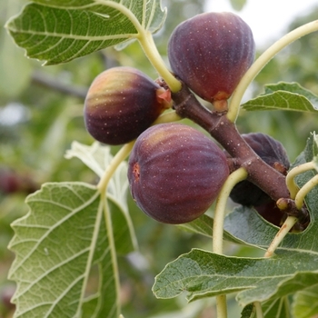 Ficus carica 'Desert King' Fig | Garden Center Marketing