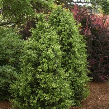 Buxus sempervirens 'Suffruticosa' Dwarf English Boxwood | Garden Center ...