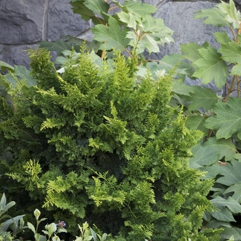 Chamaecyparis obtusa 'Compacta' Compact Hinoki False Cypress | Garden ...
