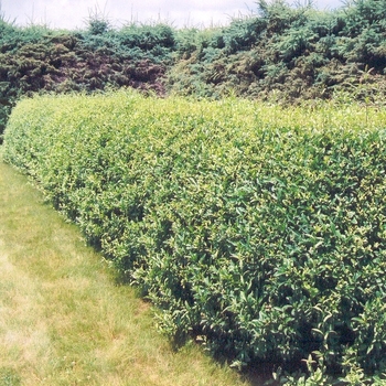 Ligustrum 'Suwannee River' Privet | Garden Center Marketing