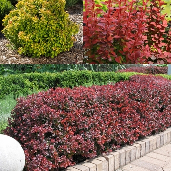 Berberis thunbergii 'Pygmy Ruby™' Barberry | Garden Center Marketing