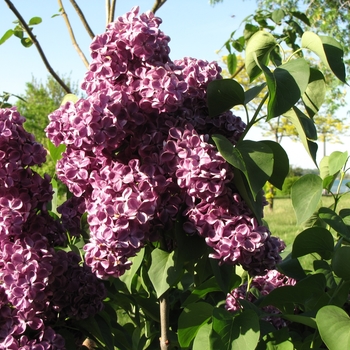 Syringa x hyacinthiflora 'Excel' Lilac | Garden Center Marketing