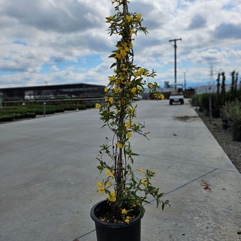 Gelsemium sempervirens 'Pride Of Augusta' Carolina Jessamine | Garden ...