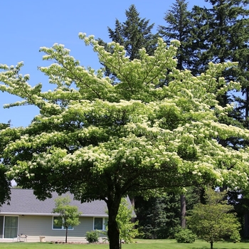 Cornus sanguinea 'Compressa' | Garden Center Marketing