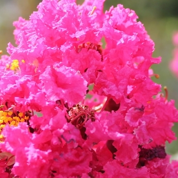 Lagerstroemia Pink Crape Myrtle | Garden Center Marketing