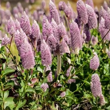 Gaura lindheimeri 'Bantam White' Whirling Butterflies | Garden Center ...