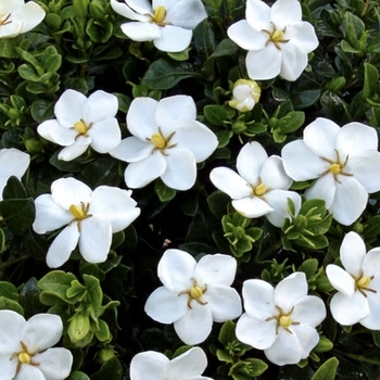 Gardenia jasminoides 'Daisy' Cape Jasmine | Garden Center Marketing