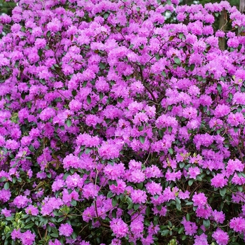 Rhododendron 'Bruce Briggs' Rhododendron | Garden Center Marketing